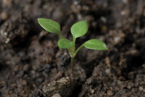 Vassarve - Bayer CropScience Norge