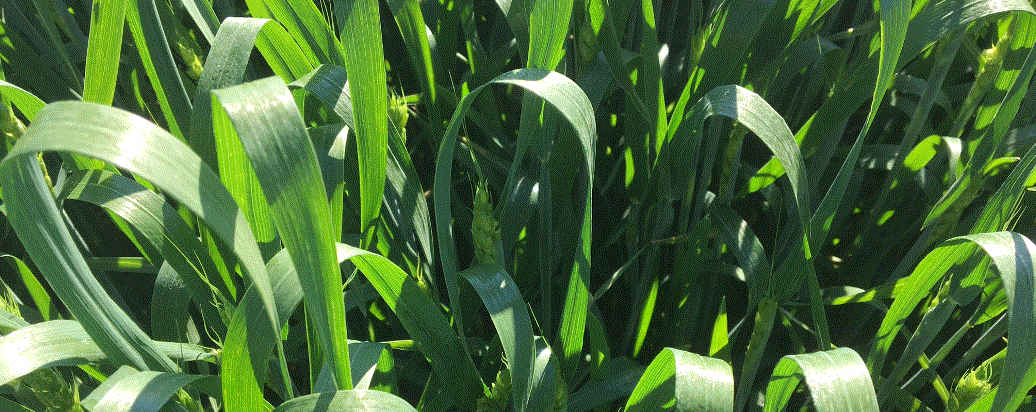 Bayer CropScience Norge